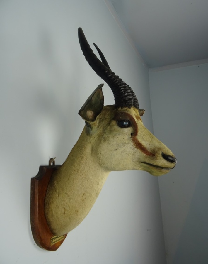 Edward Gerrard & Sons Taxidermy Springbuck Trophy Head