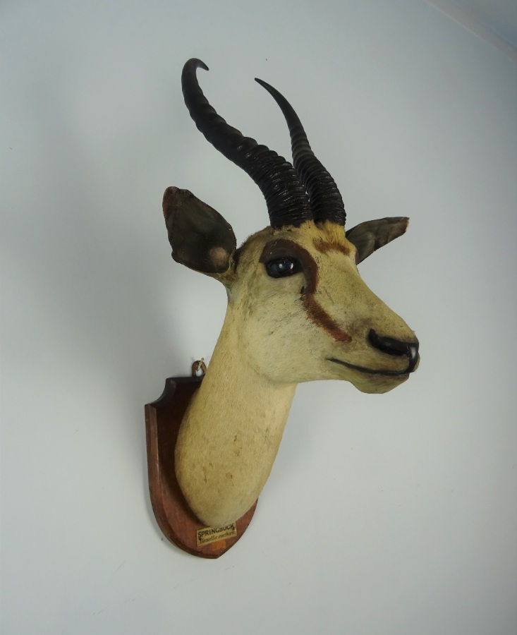 Edward Gerrard & Sons Taxidermy Springbuck Trophy Head