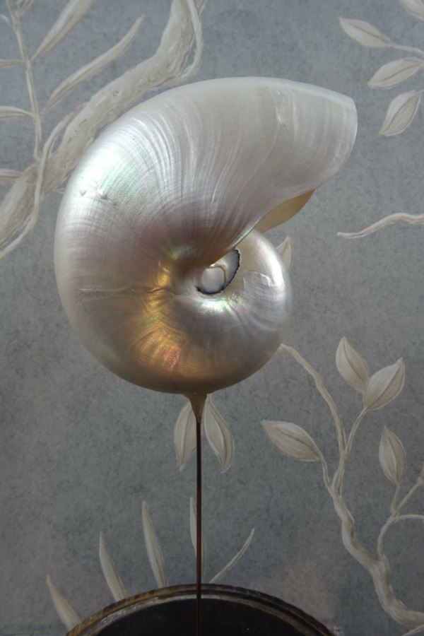 Natural History Nautilus Shell Within a Glass Dome