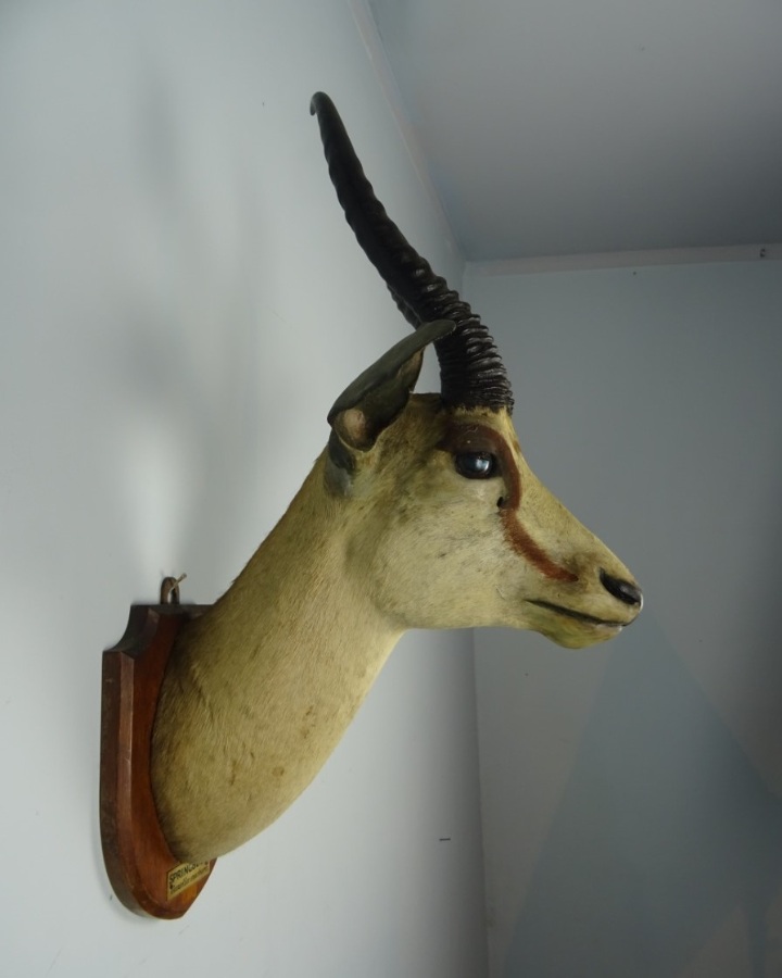Edward Gerrard & Sons Taxidermy Springbuck Trophy Head